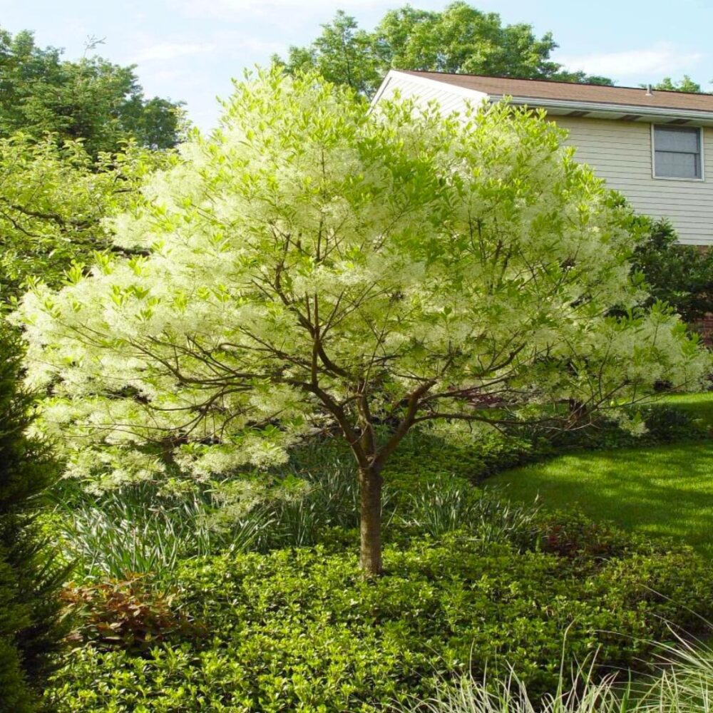 Create A Cool Oasis: The Guide To Get Started On Your Shade Garden ...