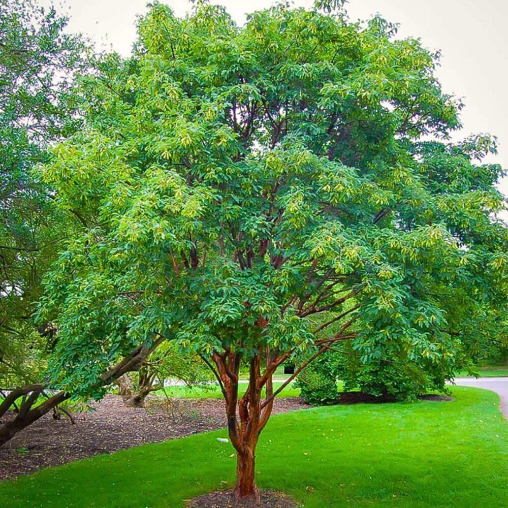 Top 5 Trees With Striking Bark For Adding Year-Round Interest To Your ...