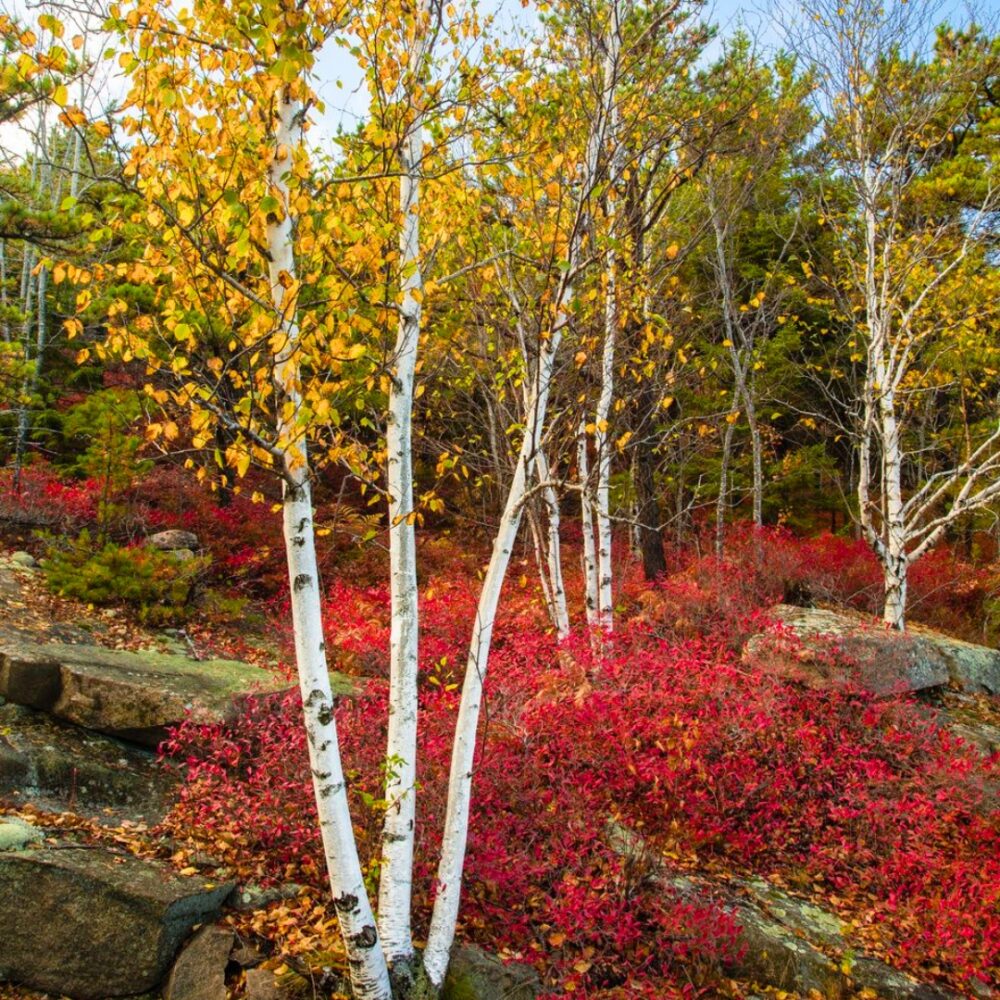 Top 5 Trees With Striking Bark For Adding Year-Round Interest To Your ...