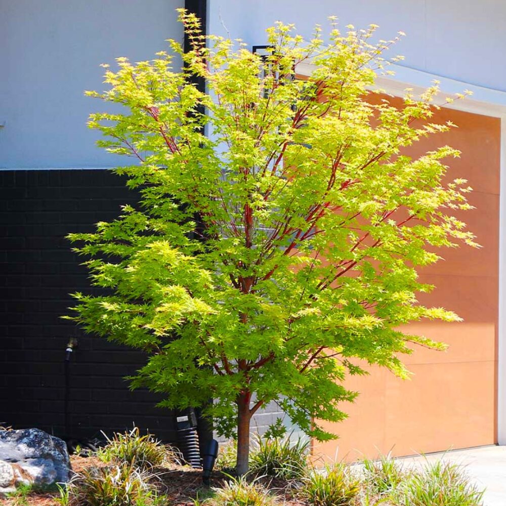 Top 5 Trees With Striking Bark For Adding Year-Round Interest To Your ...
