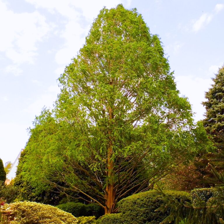 Top 5 Trees With Striking Bark For Adding Year-Round Interest To Your ...