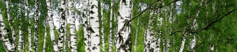 Top 5 Trees With Striking Bark For Adding Year-Round Interest To Your ...
