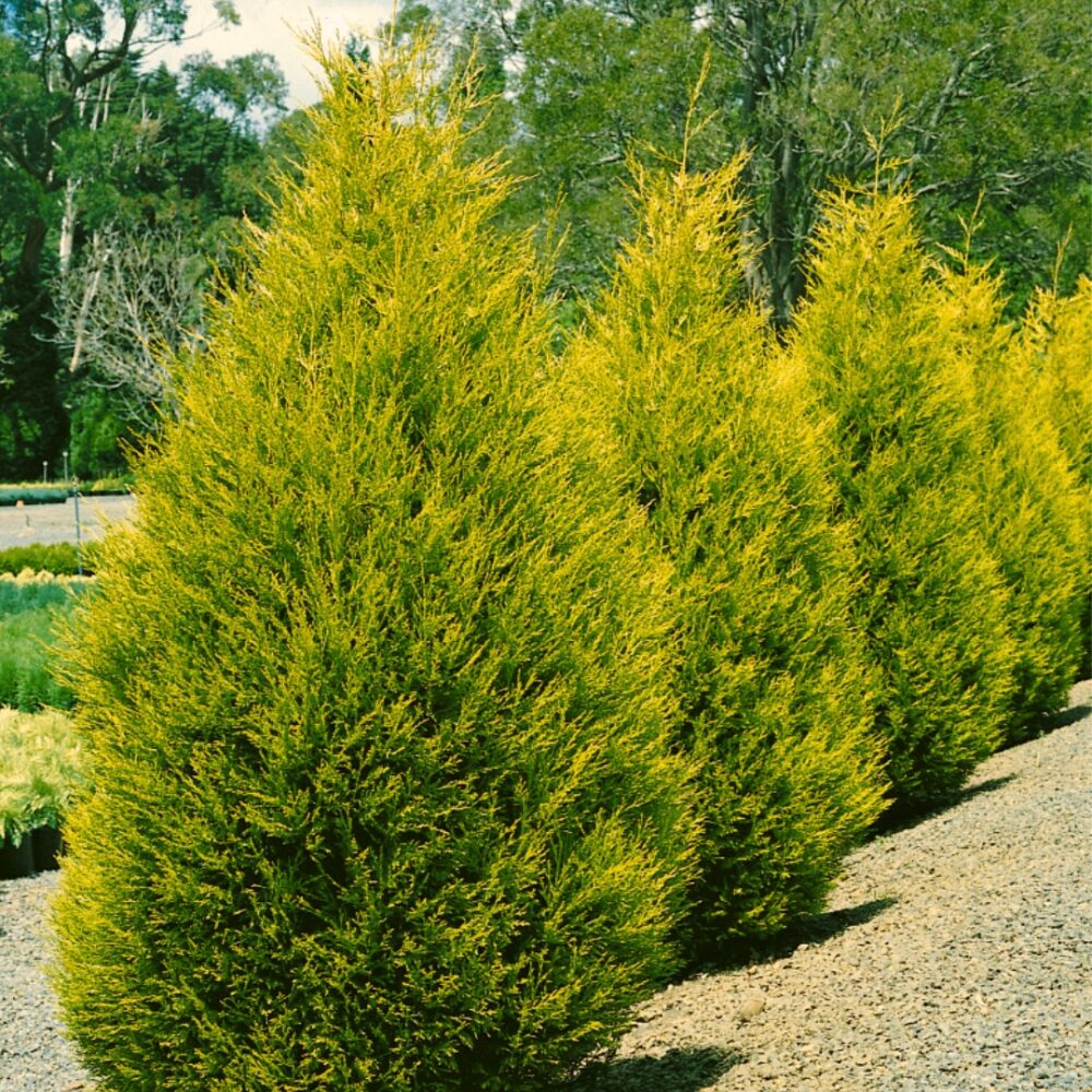 Buy Trees in Bowie, MD | Patuxent Nursery | Maryland Plant Nursery