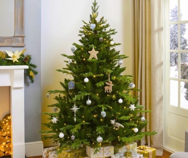 The Ultimate Guide To Choosing And Caring For Nordmann Fir, Noble Fir ...