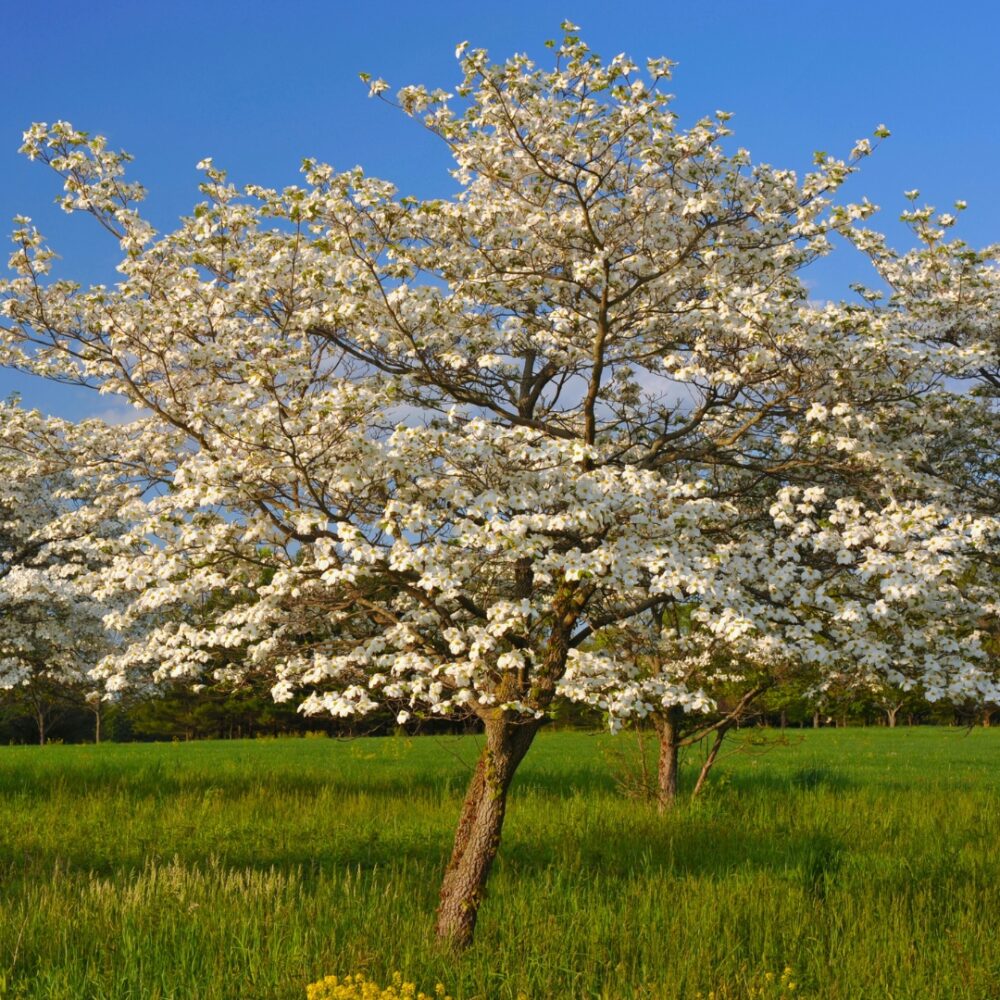 Celebrating The Essence Of The American Spring: The Significance Of ...