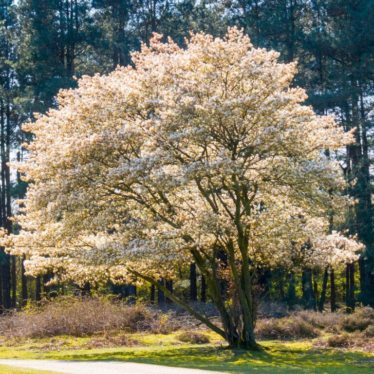 Celebrating The Essence Of The American Spring: The Significance Of ...