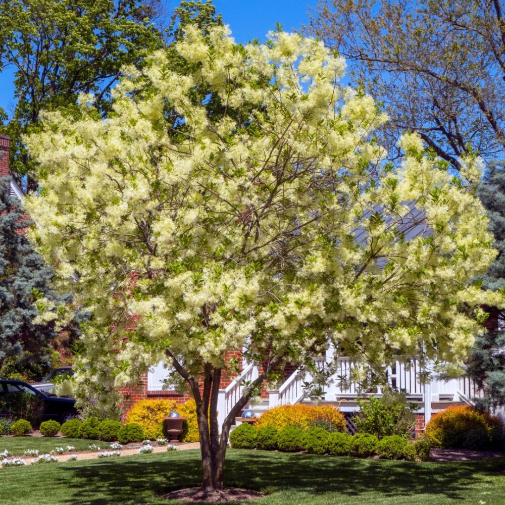 Celebrating The Essence Of The American Spring: The Significance Of ...