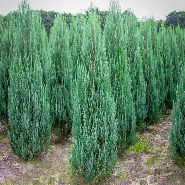 Cool Conifers: Explore The World Of Blue Evergreen Trees