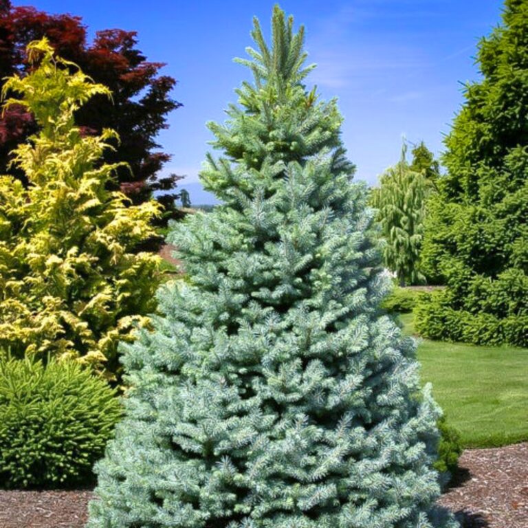 Cool Conifers: Explore The World Of Blue Evergreen Trees