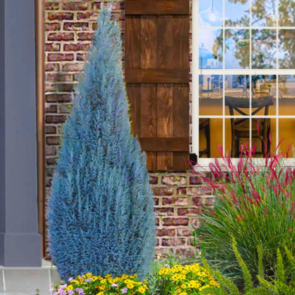 Cool Conifers: Explore The World Of Blue Evergreen Trees