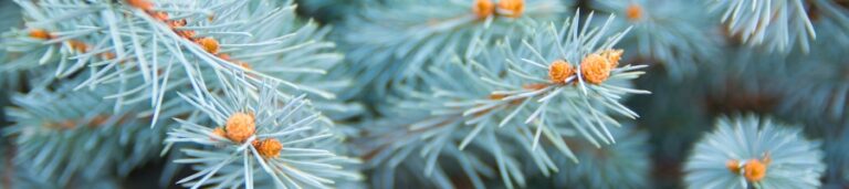 Cool Conifers: Explore The World Of Blue Evergreen Trees - Patuxent Nursery