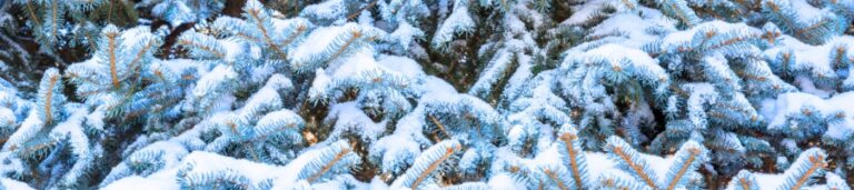 Cool Conifers: Explore The World Of Blue Evergreen Trees - Patuxent Nursery