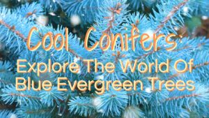 Cool Conifers: Explore The World Of Blue Evergreen Trees - Patuxent Nursery