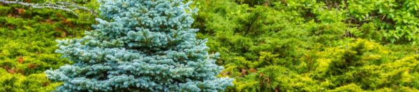 Enhancing Your Landscape With Blue-Colored Evergreen Trees: A Guide To ...