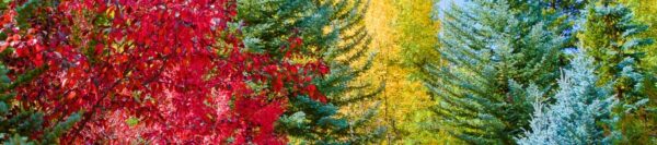 Enhancing Your Landscape With Blue-Colored Evergreen Trees: A Guide To ...