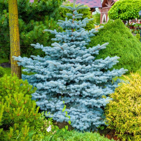 Enhancing Your Landscape With Blue-Colored Evergreen Trees: A Guide To ...