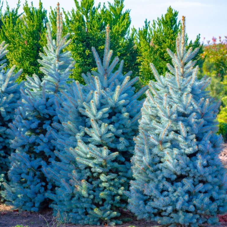 Enhancing Your Landscape With Blue-Colored Evergreen Trees: A Guide To ...