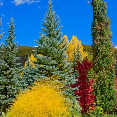 Enhancing Your Landscape With Blue-Colored Evergreen Trees: A Guide To ...