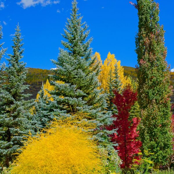 Enhancing Your Landscape With Blue-Colored Evergreen Trees: A Guide To ...