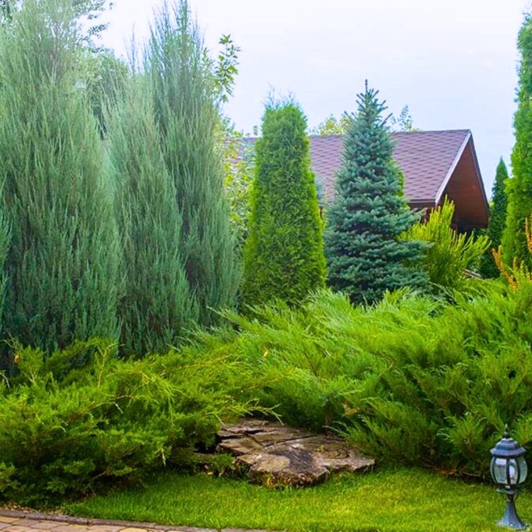 Enhancing Your Landscape With Blue-Colored Evergreen Trees: A Guide To ...