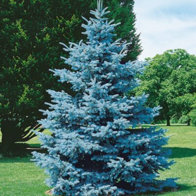 Cool Conifers: Explore The World Of Blue Evergreen Trees