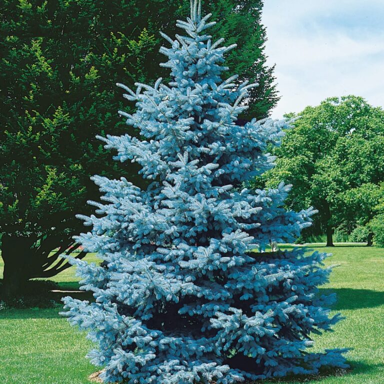 Cool Conifers: Explore The World Of Blue Evergreen Trees