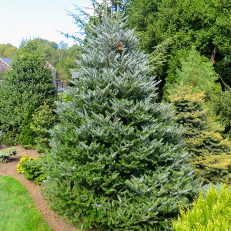 Cool Conifers: Explore The World Of Blue Evergreen Trees