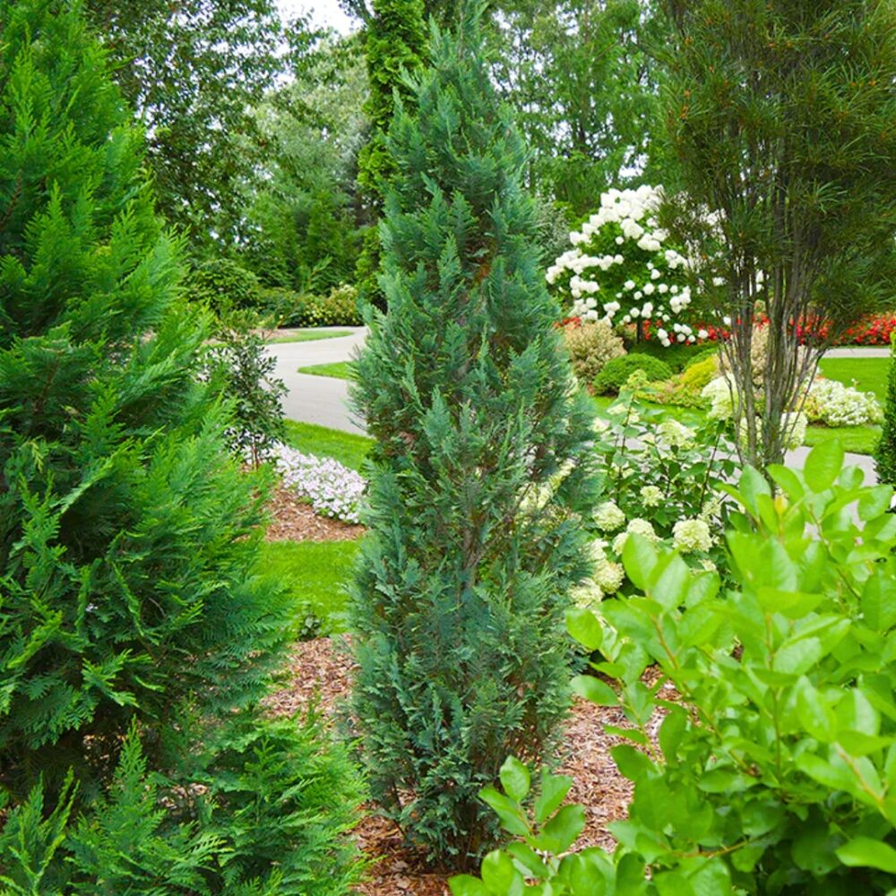 Cool Conifers: Explore The World Of Blue Evergreen Trees