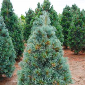 Cool Conifers: Explore The World Of Blue Evergreen Trees
