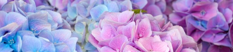 Unlocking The Secret Color Palette Of Hydrangeas: Changing Flower ...