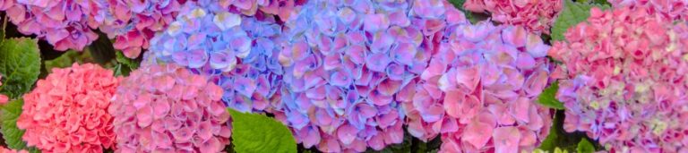 Unlocking The Secret Color Palette Of Hydrangeas: Changing Flower ...