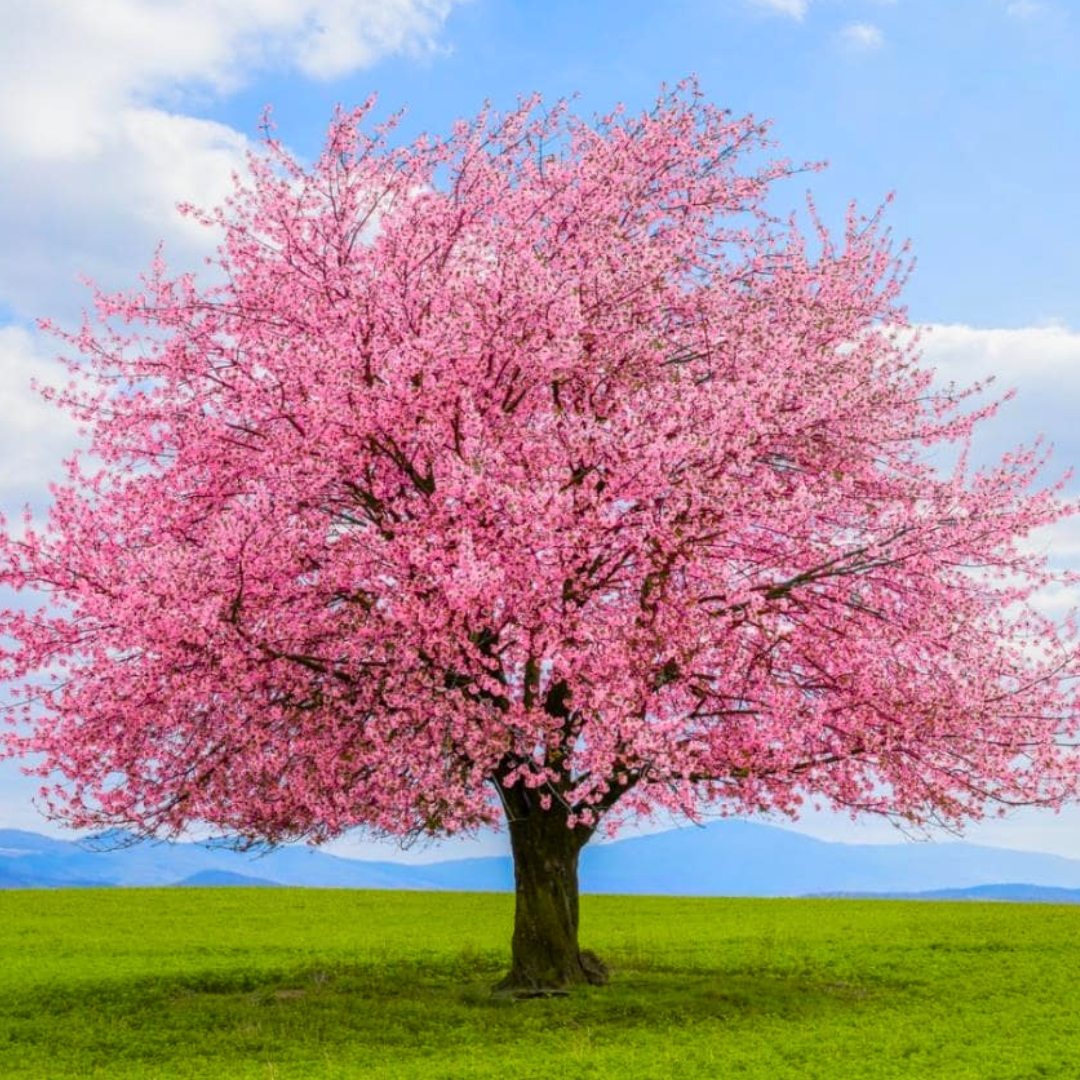 Buy Trees in Bowie, MD | Patuxent Nursery | Maryland Plant Nursery