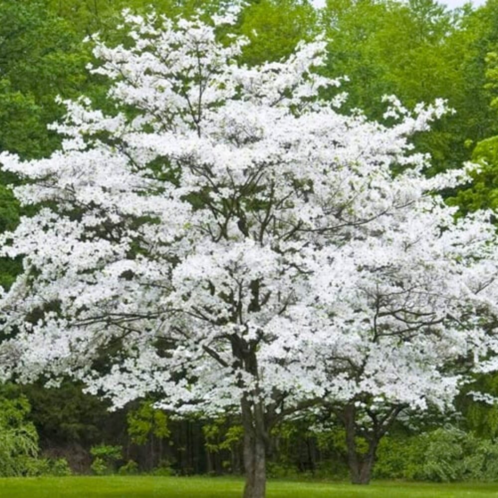 Buy Trees in Bowie, MD | Patuxent Nursery | Maryland Plant Nursery