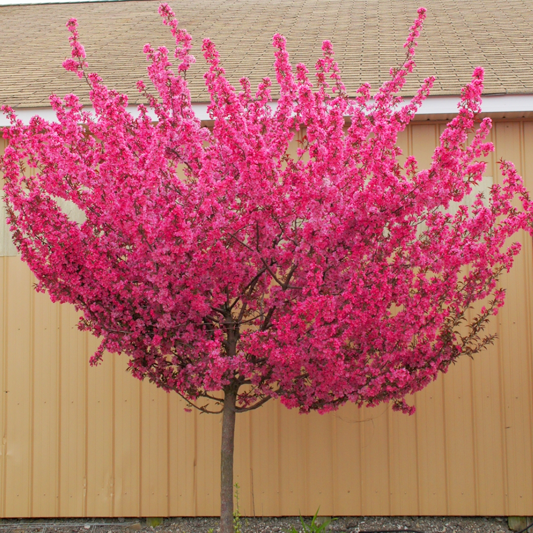 Buy Trees in Bowie, MD | Patuxent Nursery | Maryland Plant Nursery