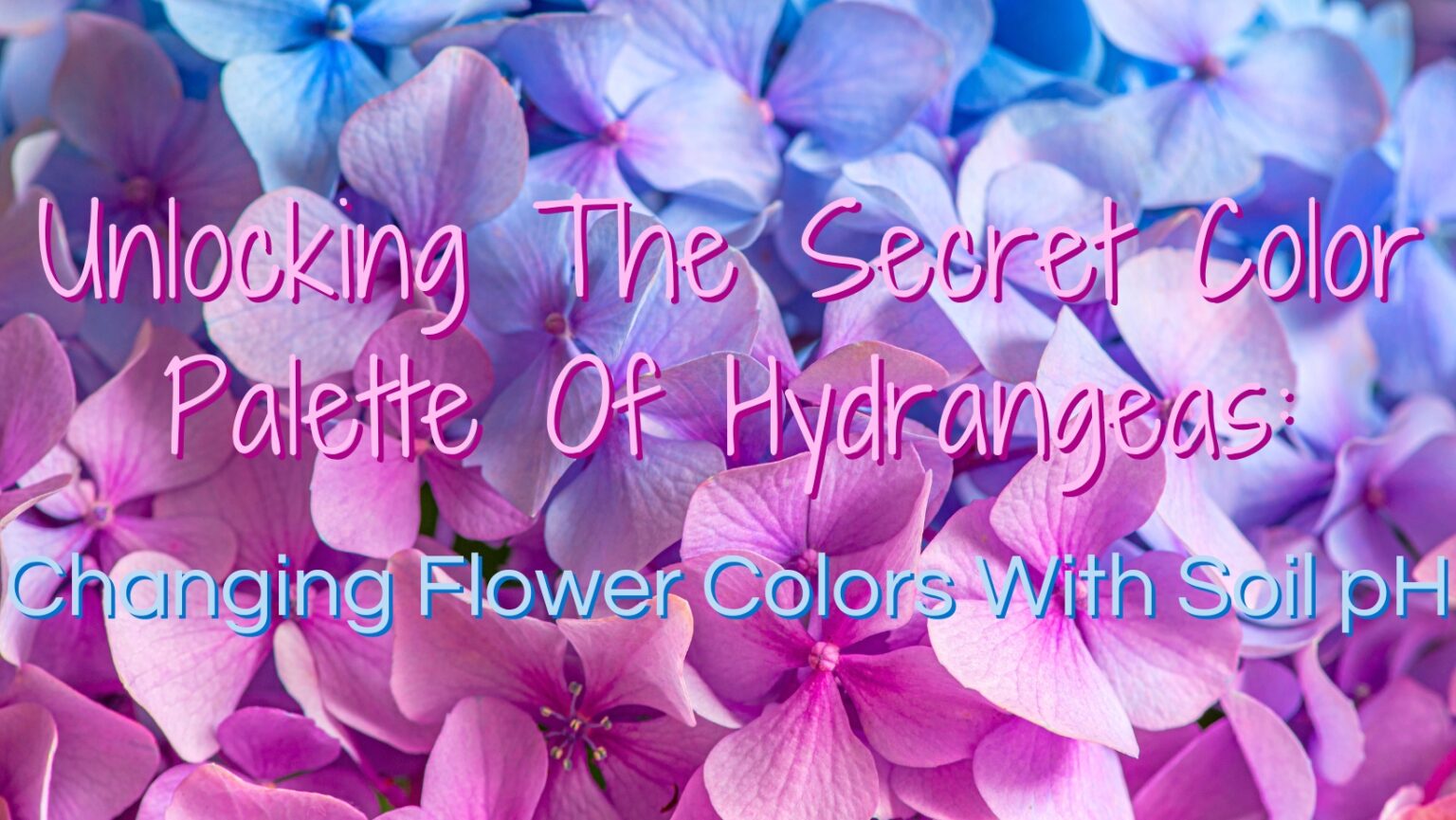 Unlocking The Secret Color Palette Of Hydrangeas: Changing Flower Colors With Soil pH - Patuxent ...