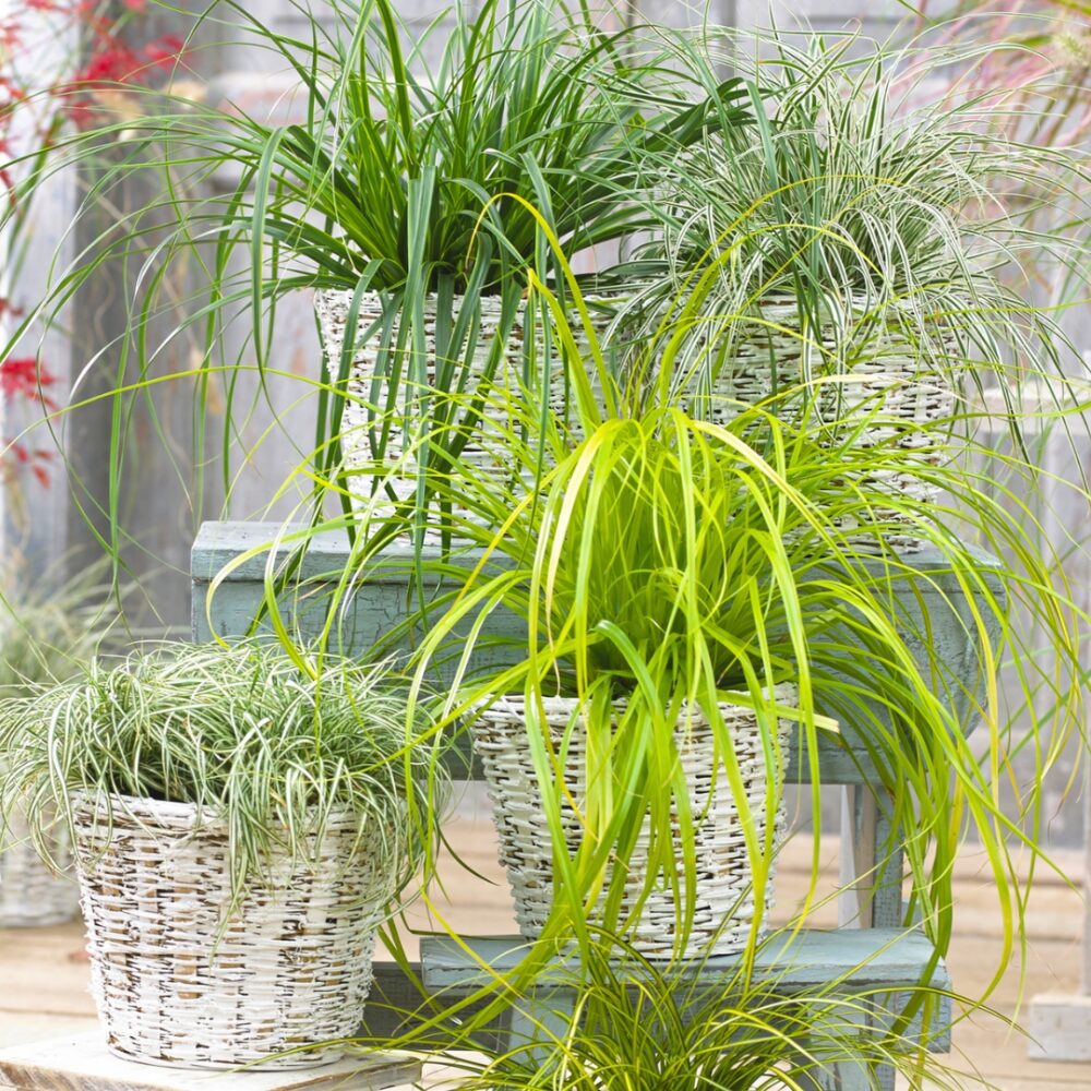 Unveiling The Versatility Of Carex: A Comprehensive Guide