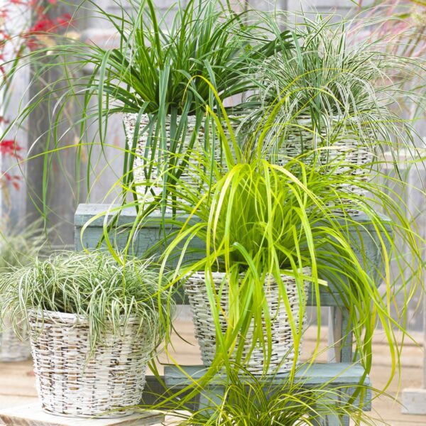 Unveiling The Versatility Of Carex: A Comprehensive Guide