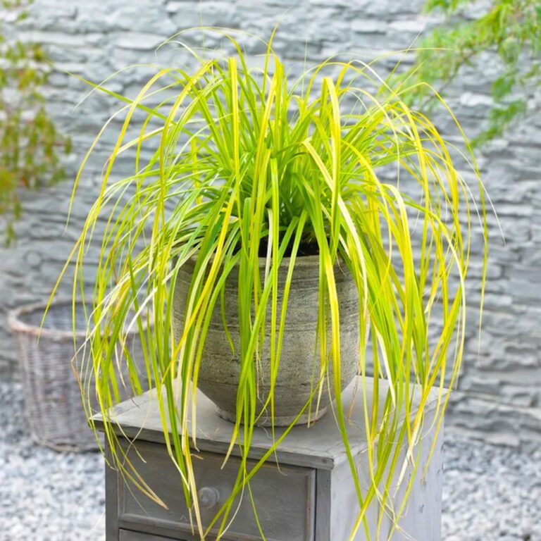 Unveiling The Versatility Of Carex: A Comprehensive Guide
