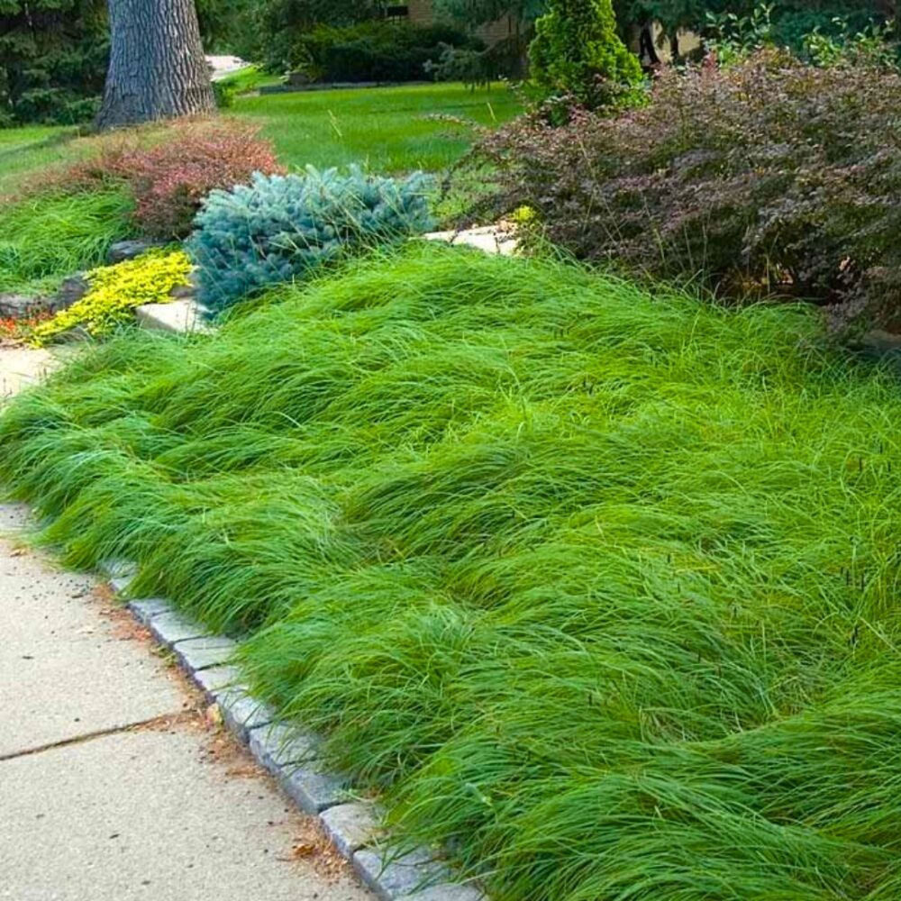 Unveiling The Versatility Of Carex: A Comprehensive Guide