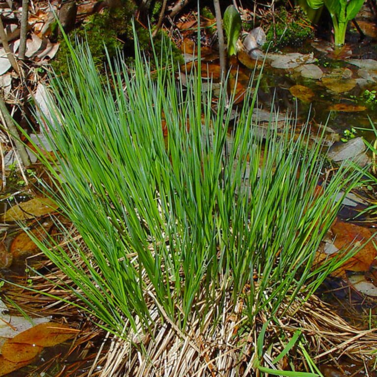 Unveiling The Versatility Of Carex: A Comprehensive Guide