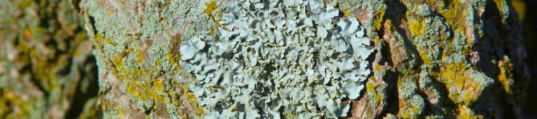 Learn About Lichens: The What, Why, & Hows All Homeowners Need To Know ...