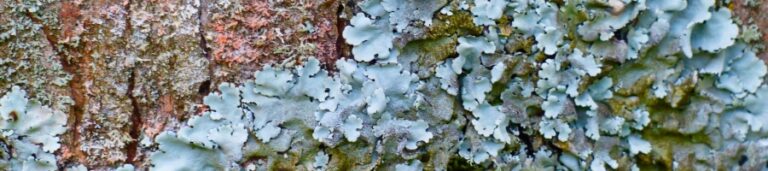 Learn About Lichens: The What, Why, & Hows All Homeowners Need To Know ...