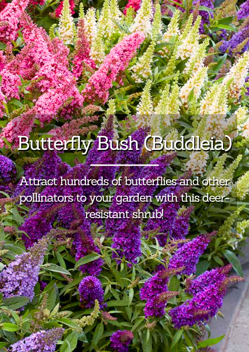 Shrubs for Sale in Bowie, MD | Patuxent Nursery