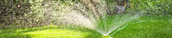 The Ultimate Guide To Watering Newly Planted Landscape Plants: Best ...