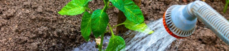 The Ultimate Guide To Watering Newly Planted Landscape Plants: Best ...