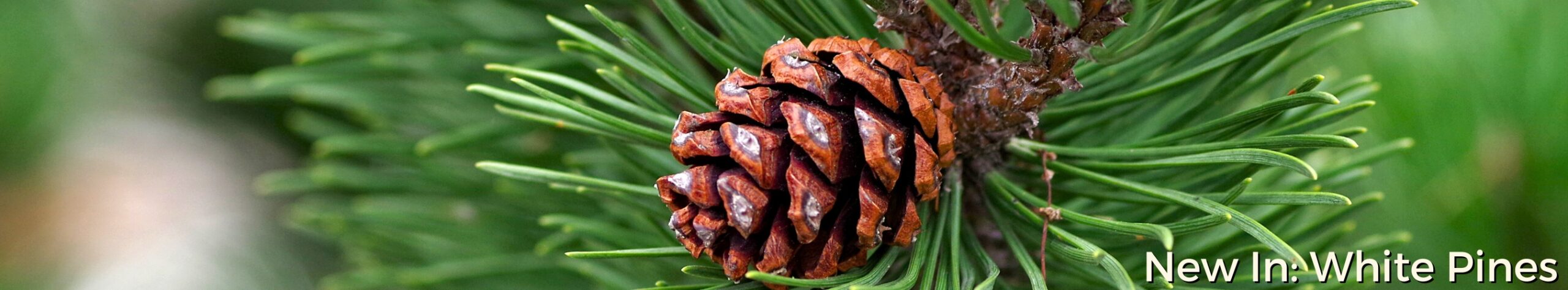 Buy Trees in Bowie, MD | Patuxent Nursery | Maryland Plant Nursery