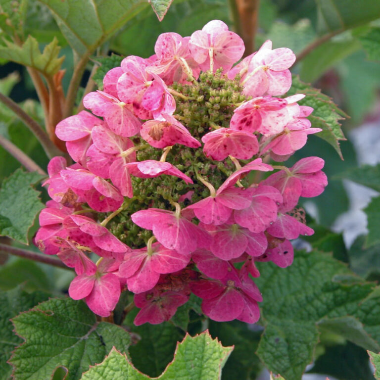 Hydrangea 'Ruby Slippers' - Patuxent Nursery