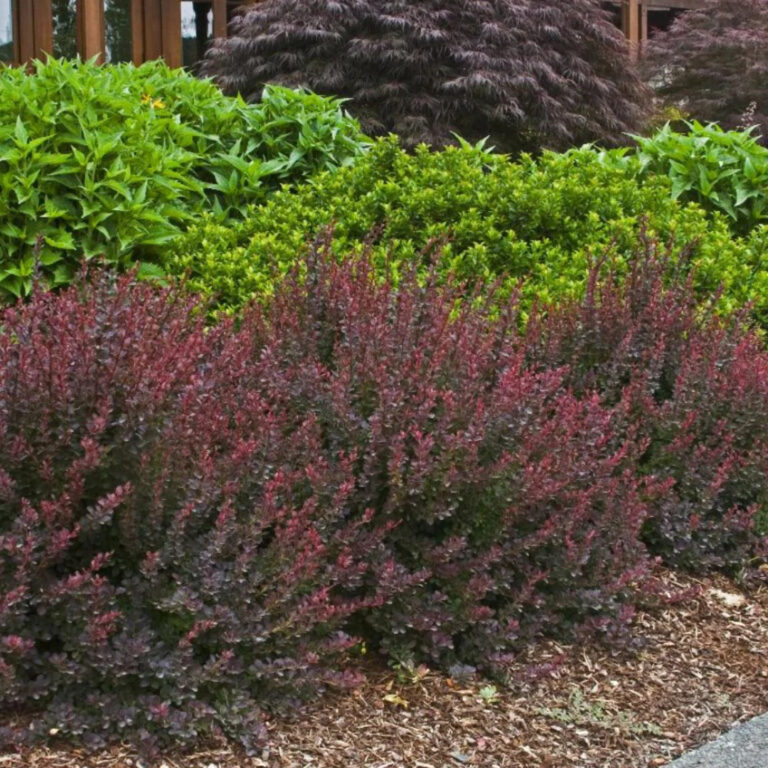 Barberry 'Crimson Pygmy' - Patuxent Nursery