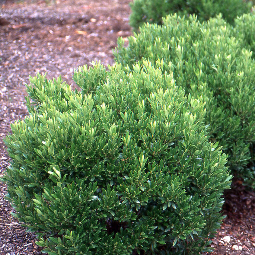 Shamrock Inkberry Holly - Patuxent Nursery