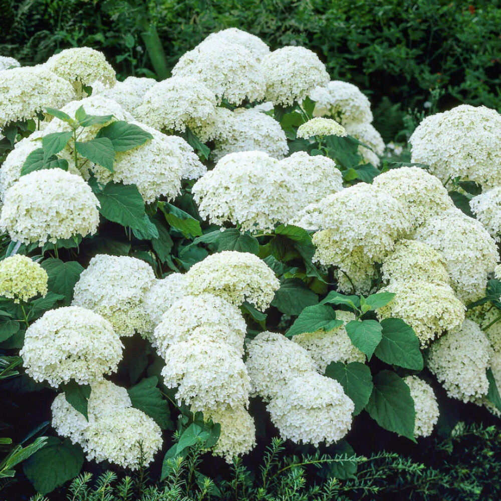 Hydrangea 'Annabelle' - Patuxent Nursery